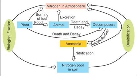 Draw A Schematic Diagram Of Nitrogen Cycle Circuit Diagram