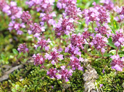Top 10 Thyme Varieties