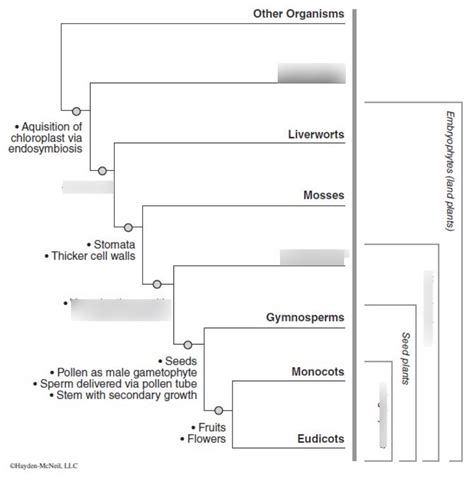 Bio Lab Practical 2 Diagram Quizlet