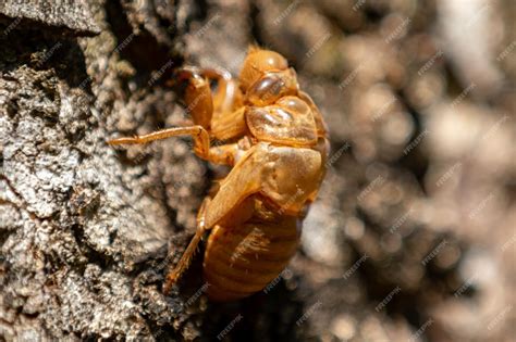 Cicade En Train De Muer Cicade Dans Lhabitat Naturel De La Faune En Utilisant Comme Arrière