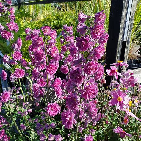 Delphinium ‘highlander Flamenco Find Haveplanter