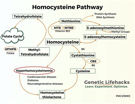 Homocysteine Genetics High Homocysteine Levels And Solutions