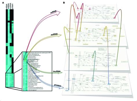 Integration Of Differentially Expressed MRNAs MicroRNA Target Gene