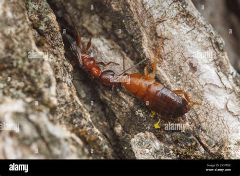 A Cockroach Wasp Ampulex Ferruginea Stings And Subdues A Wood Cockroach Parcoblatta Sp Stock