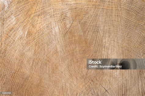 일반적인 오크 유럽 오크 잉글리시 오크 Quercus Robur 나무 단면 0명에 대한 스톡 사진 및 기타 이미지 0명