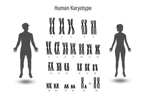 120 Human Karyotype Ilustração De Stock Gráficos Vetoriais E Clipart