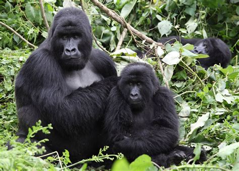 Rutshuru Expedition 10 Days Virunga Safari Experience