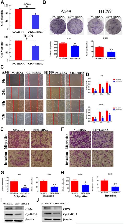 Tumor Necrosis Factor αDependent Lung Inflammation Promotes the