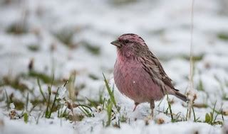 Pink Rumped Rosefinch Carpodacus Waltoni Birds Of The World