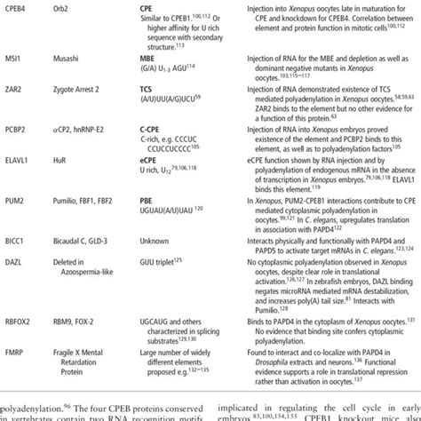 The Nuclear Cleavage And Polyadenylation Complex In Vertebrates The