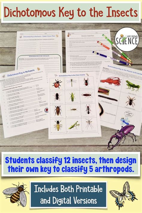 Dichotomous Key In Insects At Stefan Robinson Blog