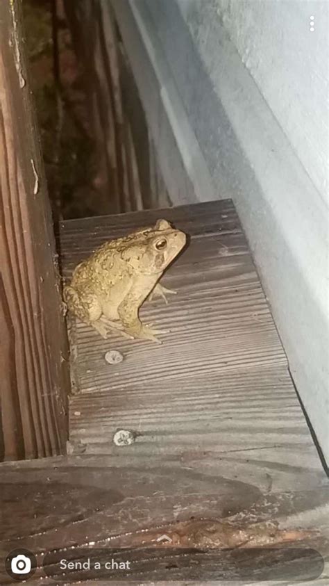 Just A Cute Picture Of A Lil Toad Nothing To See Here Frogsandtoads