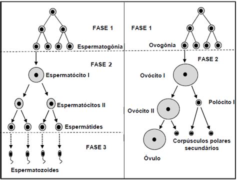 O esquema representa a gametogênese masculina e Prisma