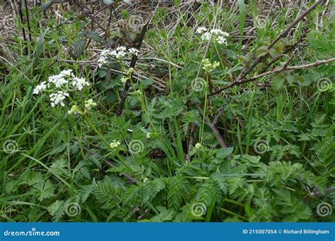 Two Cow Parsley Anthriscus Sylvestris Seed Heads Stock Image