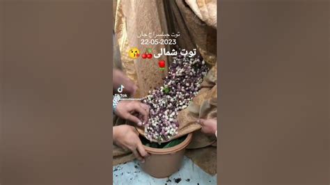 توت شمالی جان 😘🍒😘 Youtube