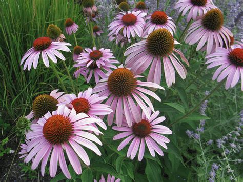 Coneflower Photograph By Jill Bell Fine Art America