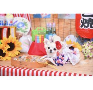 ペット和装着物浴衣等の製造について Vixen Aim 株式会社