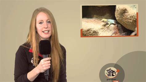 Die petstar.TV News 2015/5 - YouTube