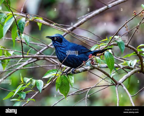 A Blue Mockingbird Melanotis Caerulescens Singing On A Tree Oaxaca