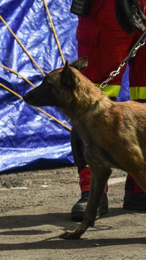 Murió Laika La Perrita Rescatista Que Salvó 8 Vidas En Los Terremotos