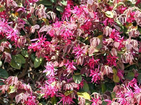 ベニバナトキワマンサク 花しらべ 花図鑑