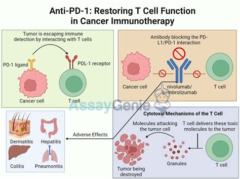 Anti Pd 1 Restoring T Cell Function In Cancer Immunotherapy Assay Genie