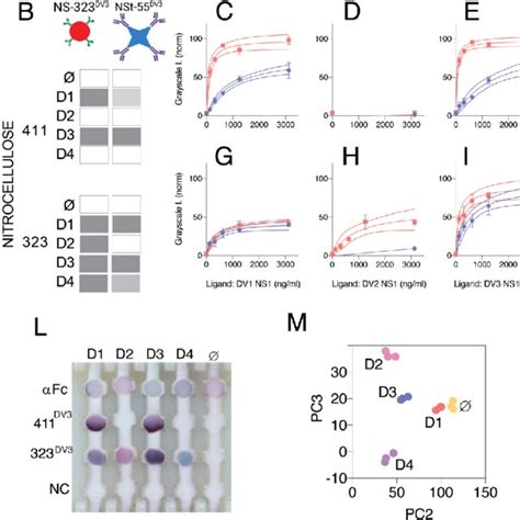 Detecting And Distinguishing The Four 1−4 Dengue Serotypes Using