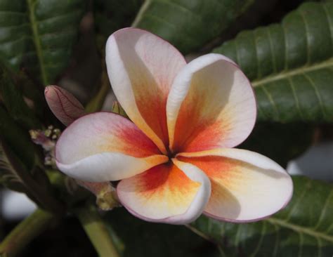 Dwarf Deciduous Plumeria