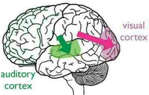 Lab 1 EEG Psychophysiology And Wii Lab Flashcards Quizlet
