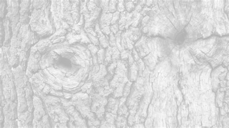 Transparent Background Of Tree Bark Texture Overlay Tree Texture Tree Wood Timber PNG