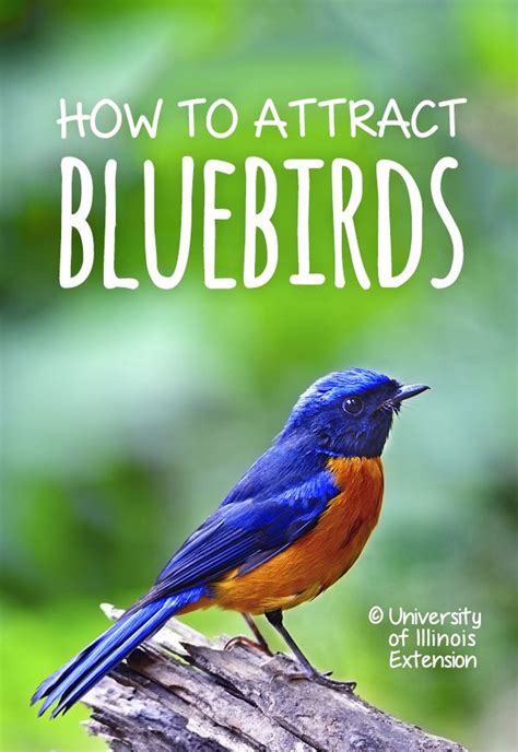 Attract Bluebirds Your Backyard The Backyard Gallery