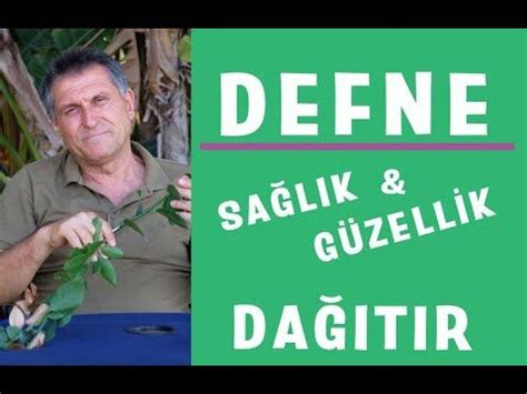 DEFNE YAPRAĞININ FAYDALARI I DEFNE YAPRAĞI ÇAYI NASIL YAPILIR I DEFNE