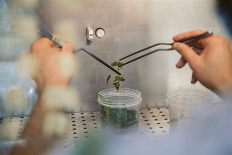 Produzione Toffolon Piante Produzione Giovani Piante