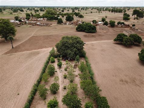 10 Essential Ways Trees Help Our Planet Trees For The Future