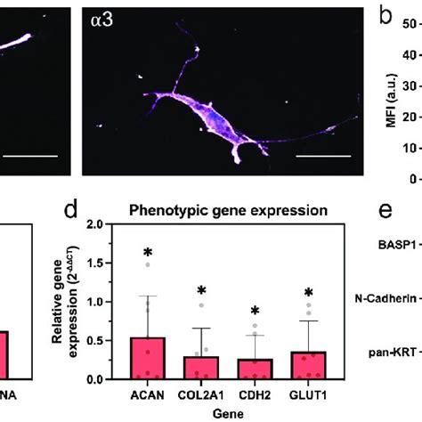 Blocking Integrin α3 Reduces Biosynthesis And Expression Of Phenotypic