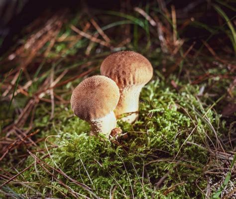 Young Puffballs Lycoperdon Perlatum Young Fruiting Bodies Are Edible Stock Image Image Of