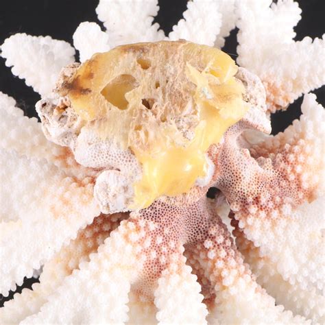 Partial Fossil Scleractinian Coral Specimen Ebth