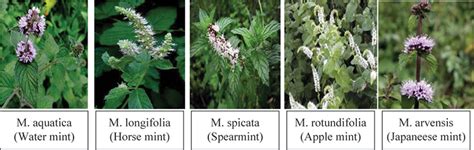 Chemical Composition And Biological Activities Of Mentha Species