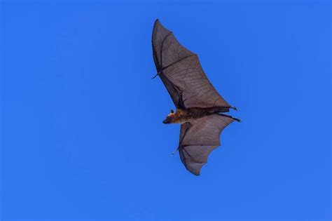 Premium Photo Flying Fox On Maldives Island Fruit Bat Flying