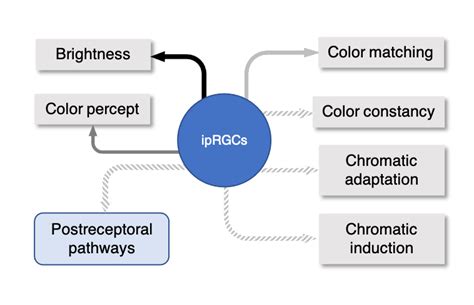 How Do Iprgcs Affect Color Vision Visual Neuroscience Laboratory