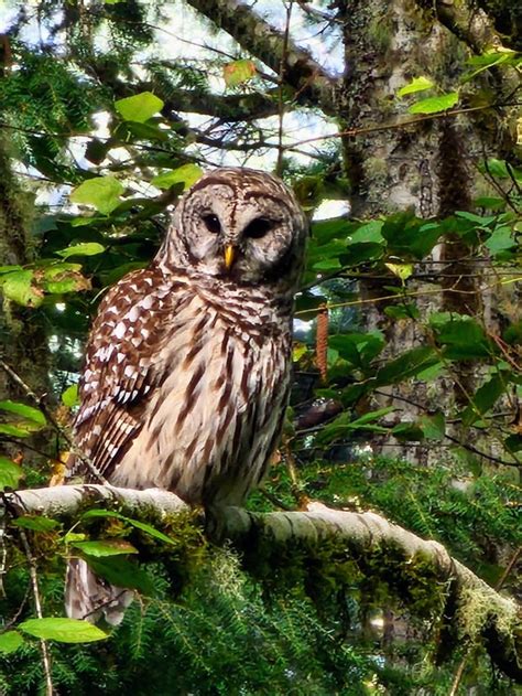 Lytle Pit In Capitol Forest Rolympia