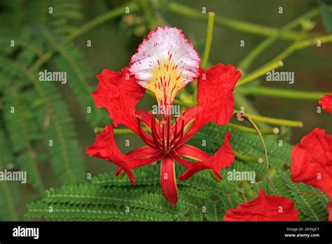 Royal Poinciana Delonix Regia Flower Mkuze Park South Africa