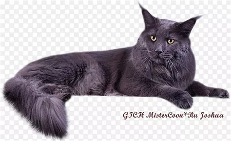 Nebelung Png Png