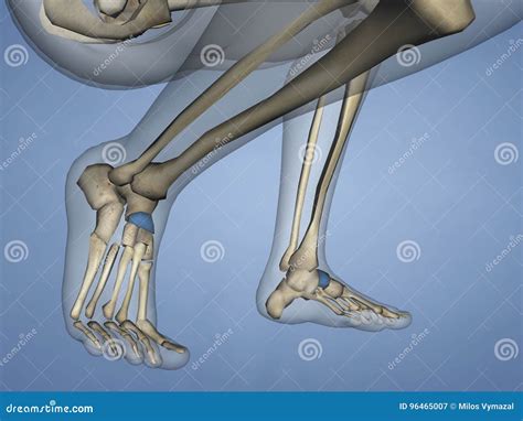 Navicular Been 3d Model Stock Illustratie Illustration Of Anatomie