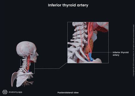 Inferior Thyroid Artery Anatomical And Developmental Aspects Of