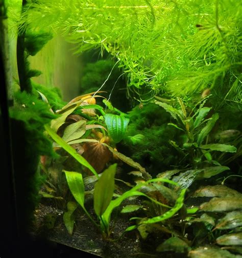 Anyone With Matten Filter Tips Tricks Or Suggestions General Discussion C A R E