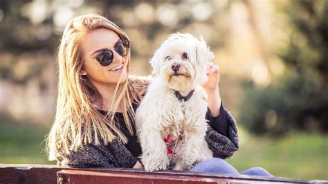 10 Rase De Câini Asemănătoare Cu Bichon Maltez Totul Despre Bichoni
