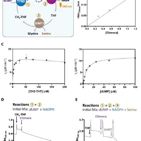 Activity Assays Restoring The Thymidylate Cycle In Vitro A Scheme Of Download Scientific