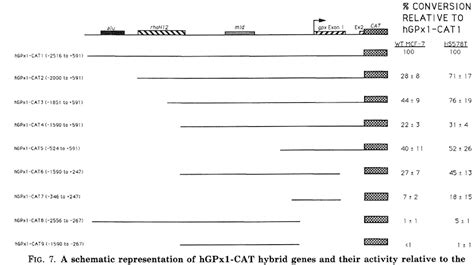 Figure 1 From Structure And Function Of The 5 Flanking Sequence Of The Human Cytosolic