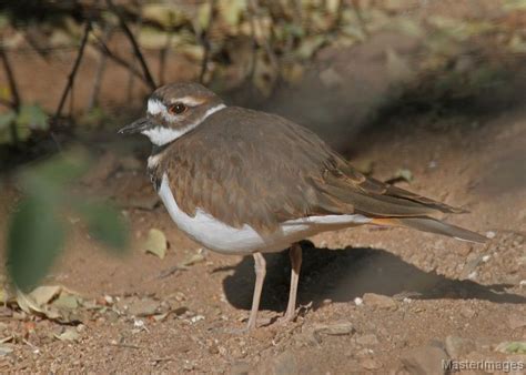 Killdeer Charadrius Vociferus Oxyechus Vociferus Spezies